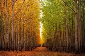 Context and service improvement: Why a systemic lens helps - Turning Tides